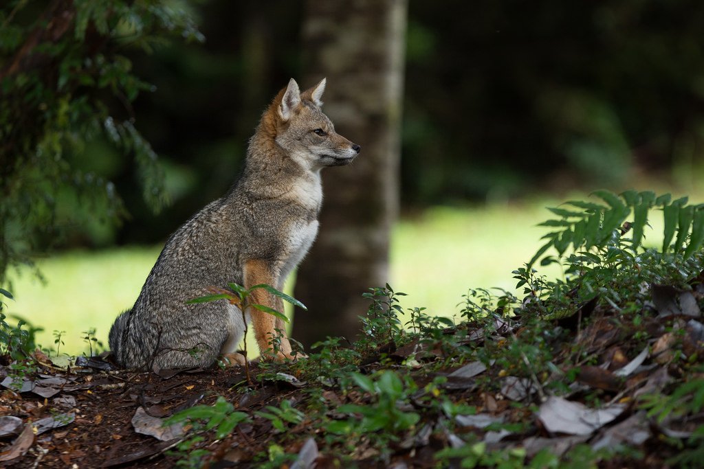 Especialistas salvaron la vida de un zorro Chilla atropellado en Llanquihue