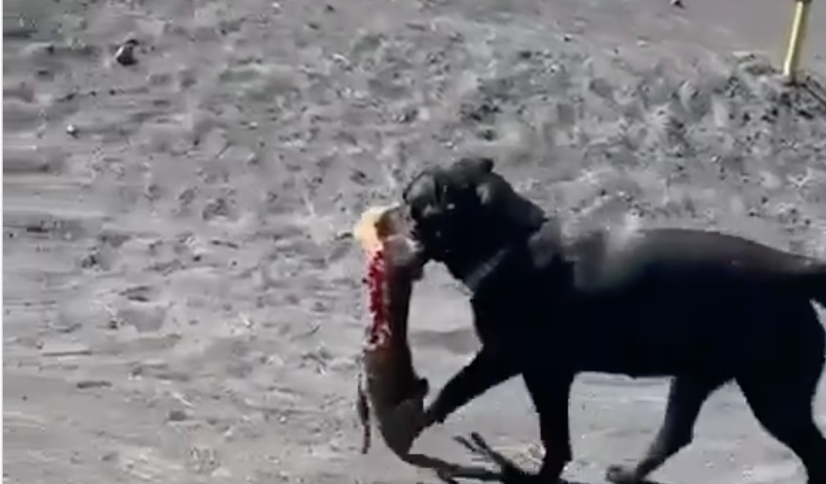 ¿Y la tenencia responsable? Perro es captado con un Pudú destrozado en Lagos Todos los Santos ...