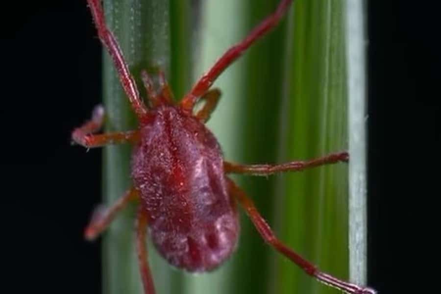 ¿Que tan peligroso es el "tifus de los matorrales"?: La enfermedad ...